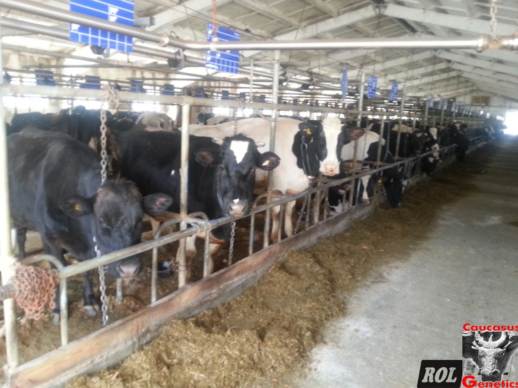 ფურების დაბმის სისტემები Tied stalls